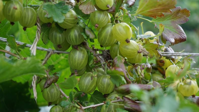All Gooseberry Bushes Require Proper Maintenance - Learn How In This ...