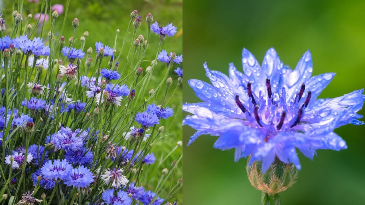 How To Grow 'Cornflower' Centaurea Cyanus | Horticulture