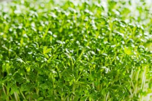 How To Grow Cress - Perfect For Children's Activities Or A Windowsill ...