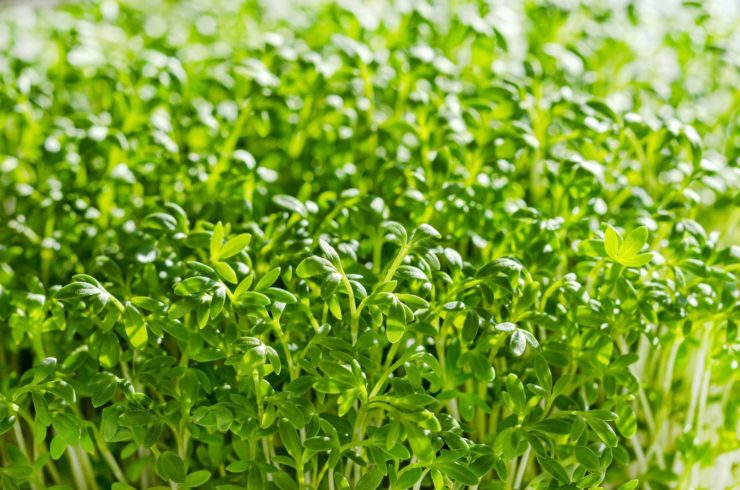 How To Grow Cress - Perfect For Children's Activities Or A Windowsill ...