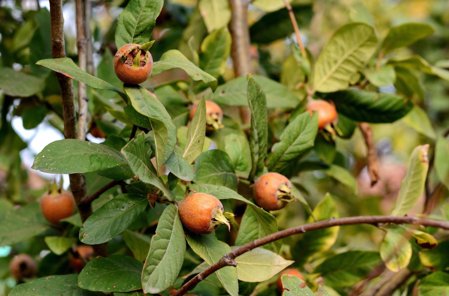 How To Grow A Medlar Fruit Tree | Horticulture.co.uk