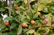 Medlar Fruit Tree Care & Growing Tips | Horticulture.co.uk