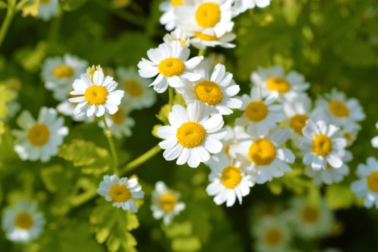 Expert Shares Feverfew Growing Tips For This Prolific Self Seeder ...