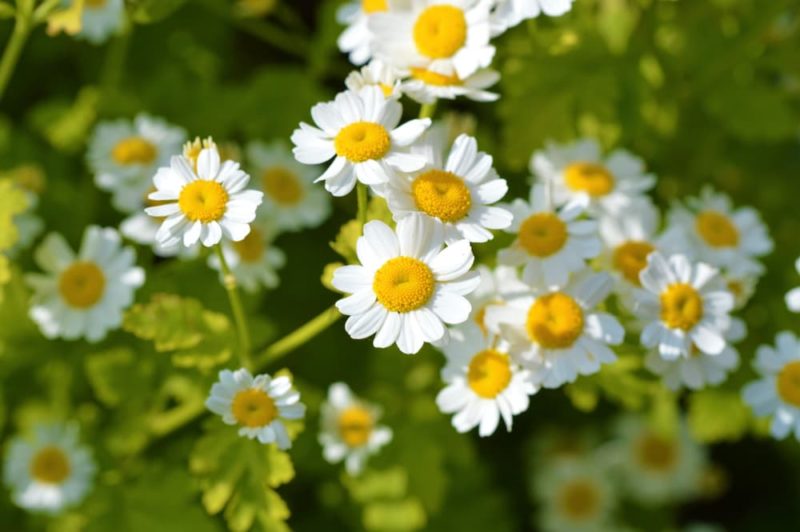Expert Shares Feverfew Growing Tips For This Prolific Self Seeder ...