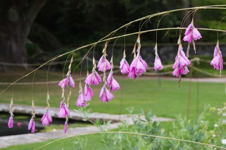Dierama Plant Growing Tips & Care Guide | Horticulture.co.uk