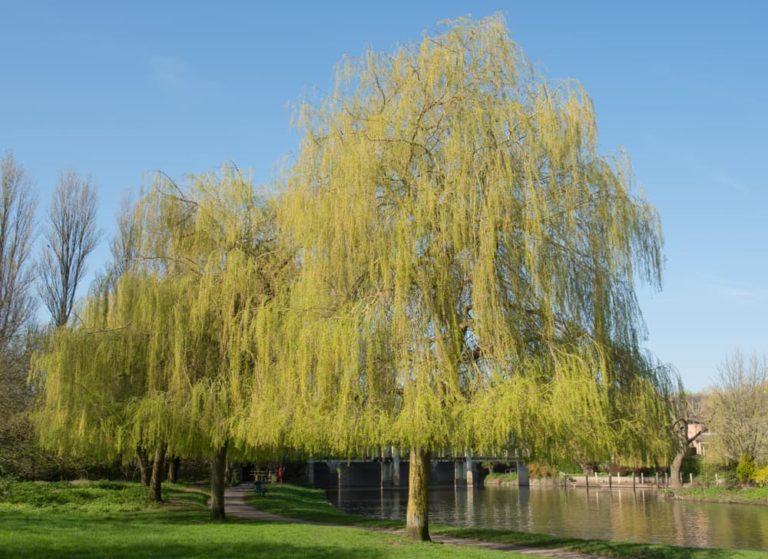 Grow Weeping Willow Trees For Their Ornamental And Practical Value ...