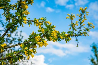 Caragana: Where And How To Grow The Incredibly Hardy ‘Siberian Peatree ...