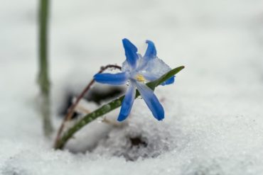 8 Winter Flowering Bulbs (& When To Plant Them) | Horticulture