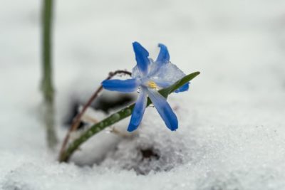 8 Winter Flowering Bulbs (& When To Plant Them) | Horticulture
