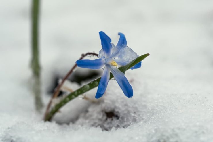 8 Winter Flowering Bulbs (& When To Plant Them) | Horticulture