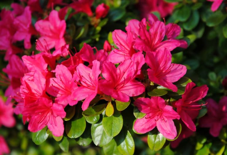Azalea Japonica - How To Grow This Compact Shrub (Plus Some Interesting ...