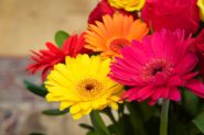 Gerbera Planting, Varieties, Growing & Care | Horticulture.co.uk