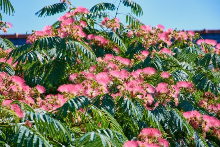 'Mimosa Tree' Is The Name Used For Two Non-Native Species - These Are ...