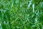 Corkscrew Willow: Grow This Contorted Tree For Its Twisted Stems And ...