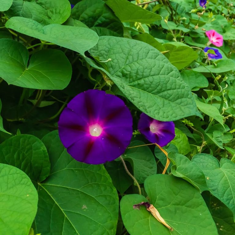 Why And How To Grow Morning Glory - There Can Be Some Confusion With ...