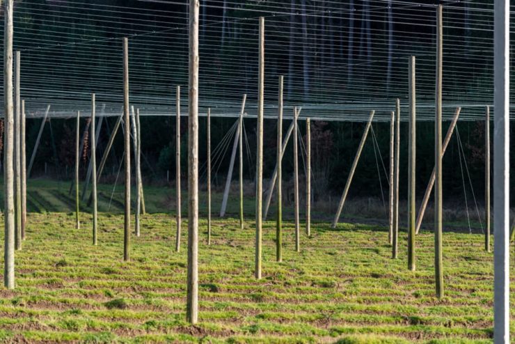 Growing Hops With Mike Barker And His Specialist Nursery - Tips From A ...