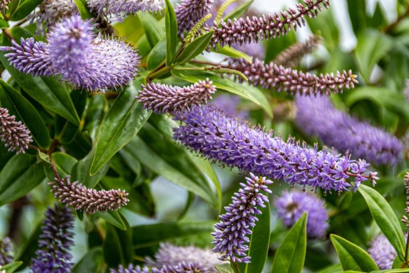 Dwarf Buddleja Plant Care & Growing Tips | Horticulture.co.uk