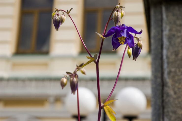 16 Dierama (Angel's Fishing Rod) Varieties | Horticulture