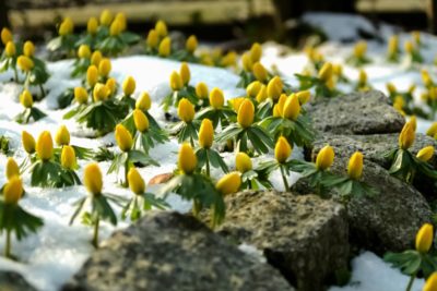 8 Winter Flowering Bulbs (& When To Plant Them) | Horticulture