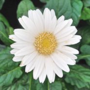 Gerbera Daisy Care & Growing Tips | Horticulture.co.uk