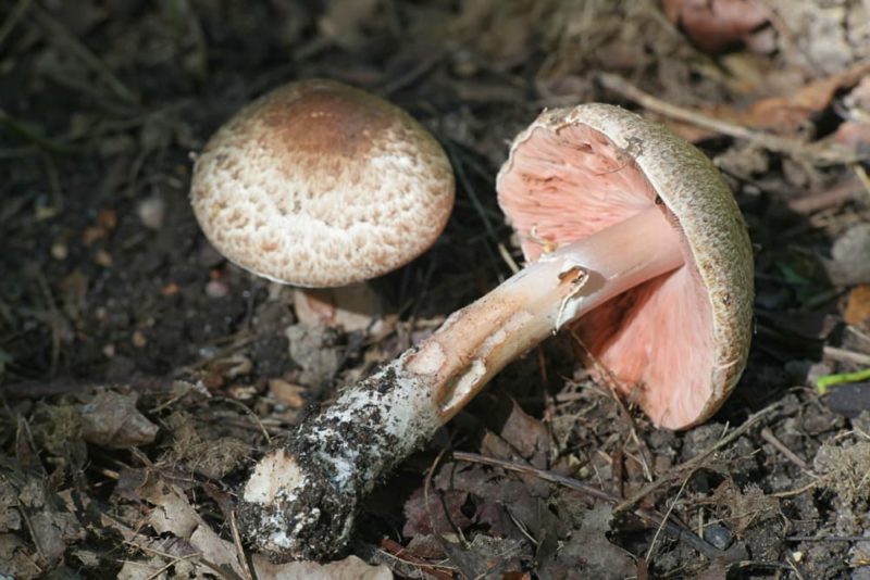 An A-Z List Of 62 Mushroom Types | Horticulture.co.uk