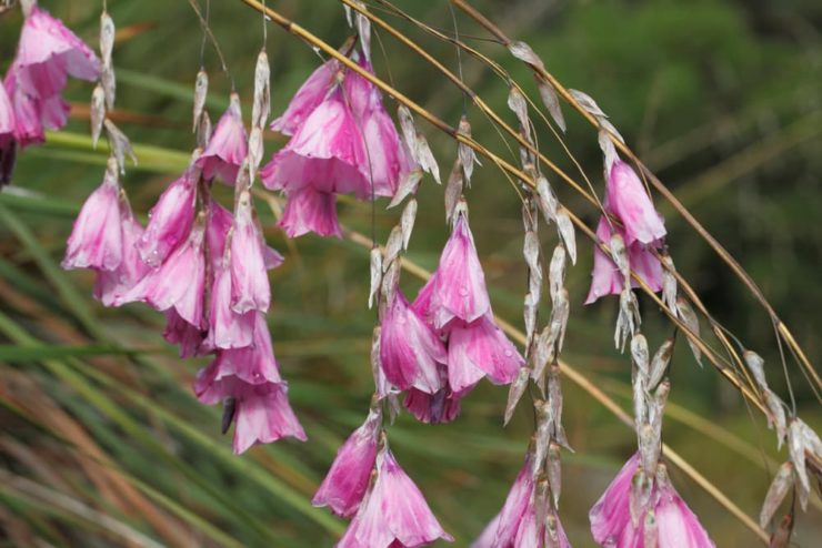 Dierama Plant Growing Tips & Care Guide | Horticulture.co.uk