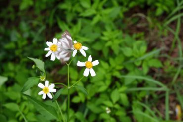 Expert Shares Feverfew Growing Tips For This Prolific Self Seeder ...