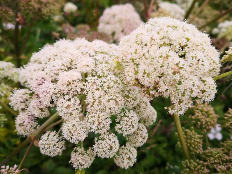 This Is How To Grow Angelica - Ideal For Herb Gardens, Hedgerows Or ...