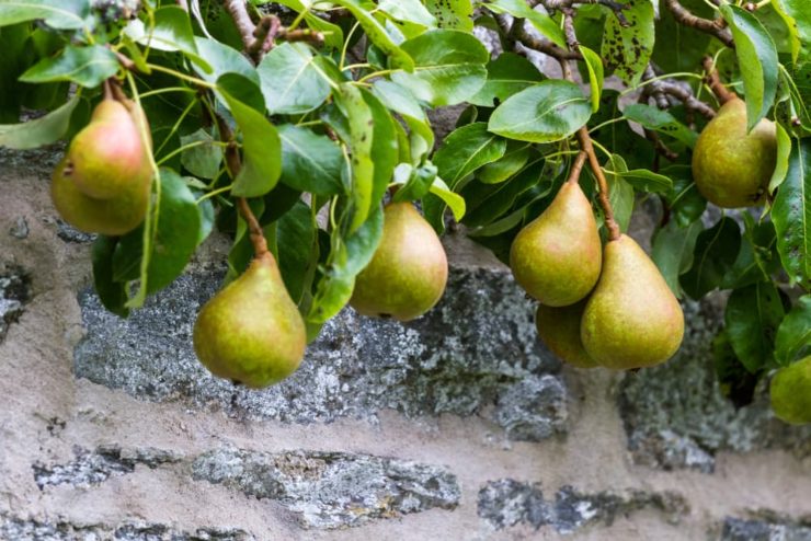 How To Grow A Pear Tree | Horticulture Magazine