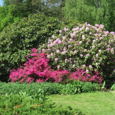 Azalea Japonica - How To Grow This Compact Shrub (Plus Some Interesting ...