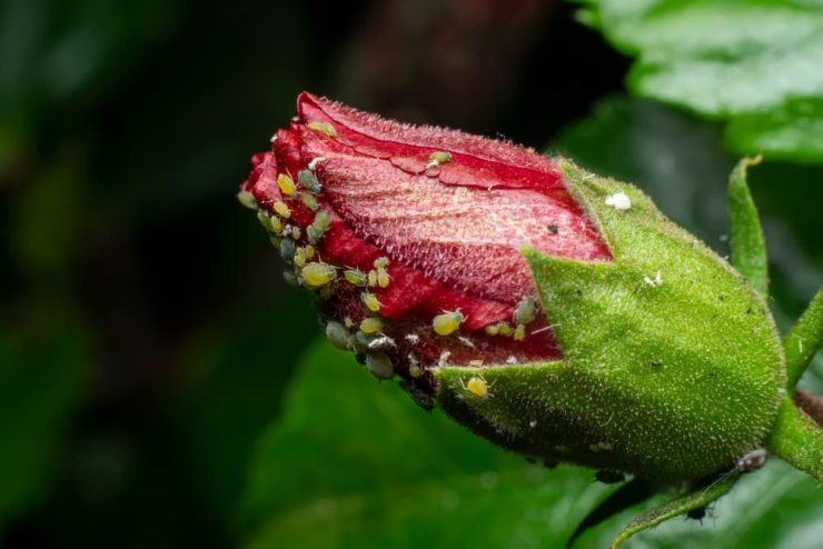 How To Easily Get Rid Of Aphids On Plants | Horticulture.co.uk
