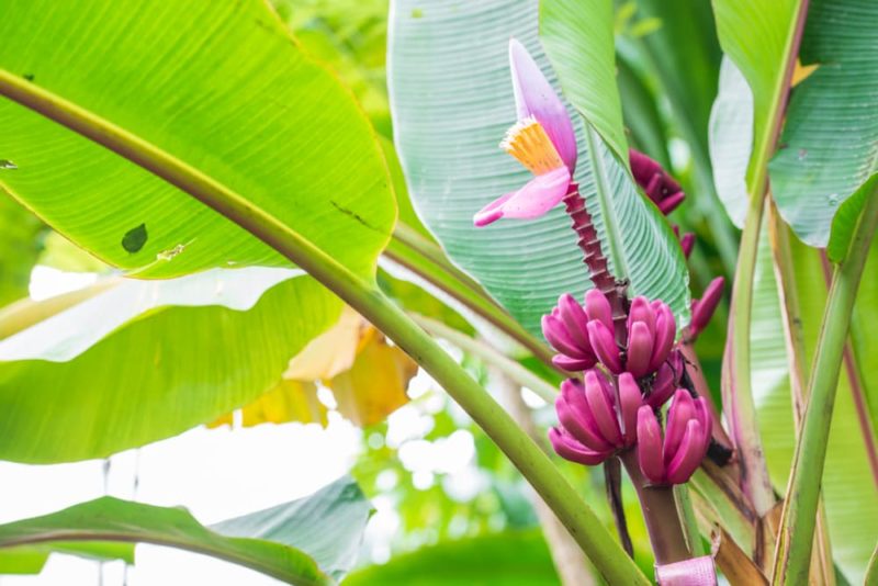 Here's An A-Z List Of Many Fruit Varieties - How Many Have You Tried ...