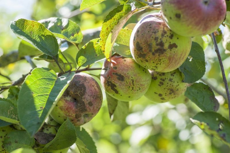 This Is How To Identify And Fix 7 Common Apple Tree Problems & Diseases ...