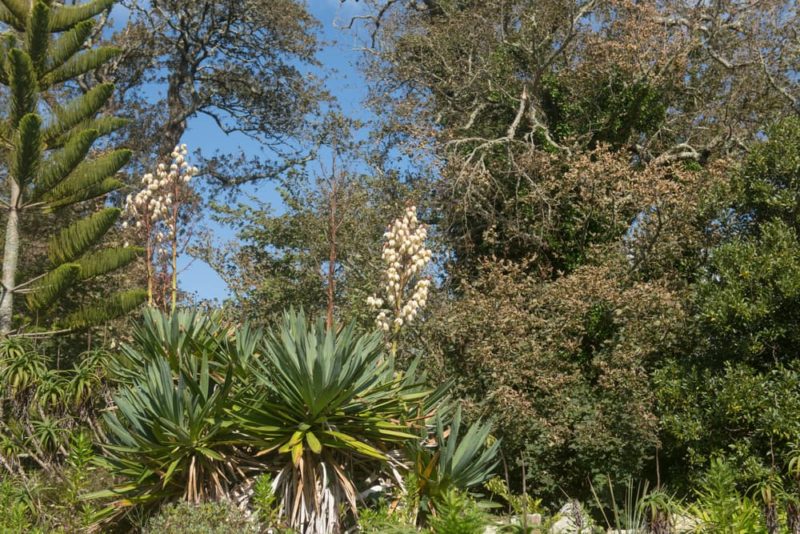 8 Yucca Varieties - Tender & Hardy | Horticulture.co.uk