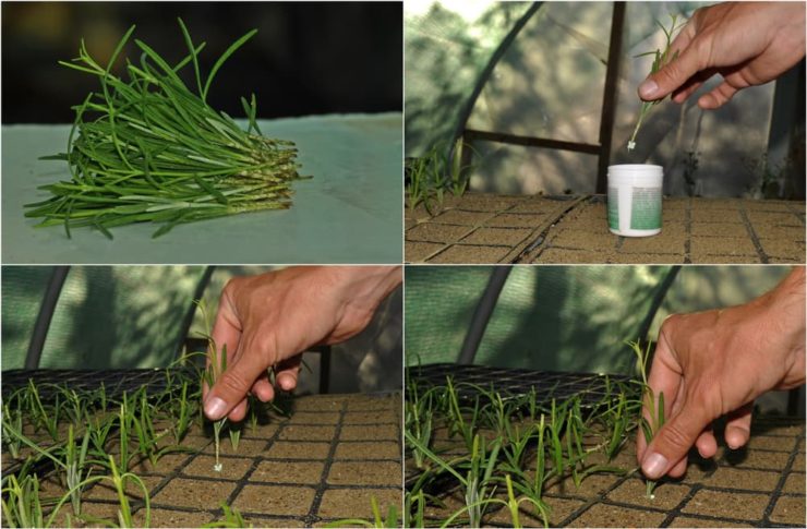 How To Propagate Lavender Cuttings In 6 Steps | Horticulture
