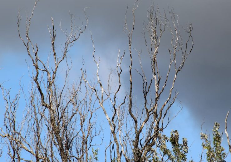 11 Willow Varieties With Interesting Attributes And Habits - Some Can ...