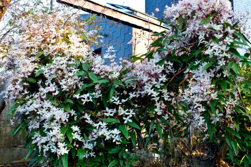 Clematis Armandii Growing Advice With The International Clematis ...