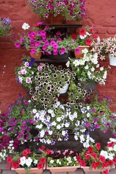 How To Grow Surfinia® Trailing Petunias | Horticulture.co.uk