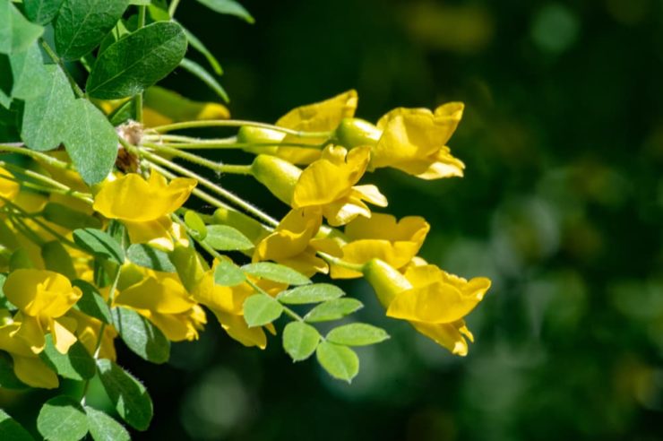 Caragana: Where And How To Grow The Incredibly Hardy ‘Siberian Peatree ...