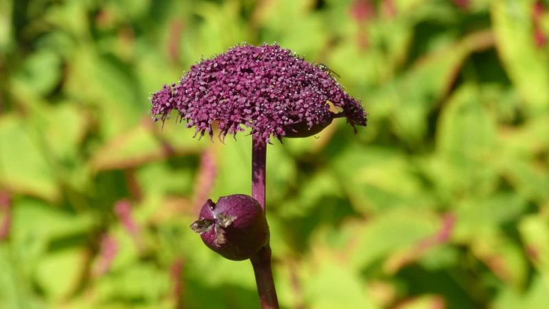 This Is How To Grow Angelica - Ideal For Herb Gardens, Hedgerows Or ...