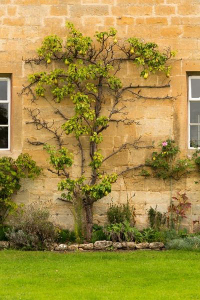 How To Grow A Pear Tree | Horticulture Magazine