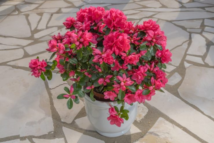 Azalea Japonica - How To Grow This Compact Shrub (Plus Some Interesting ...