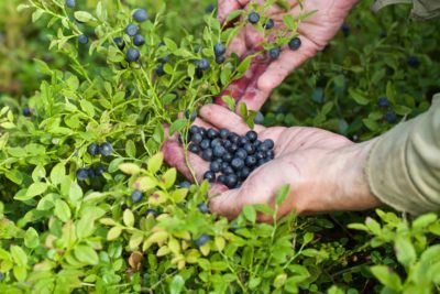 A Comprehensive A-Z List Of Berry Types From Acai To Tayberry ...