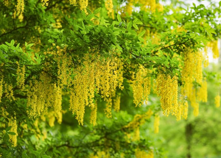 'Mimosa Tree' Is The Name Used For Two Non-Native Species - These Are ...