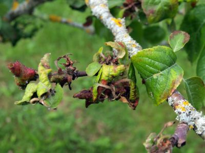 This Is How To Identify And Fix 7 Common Apple Tree Problems & Diseases ...
