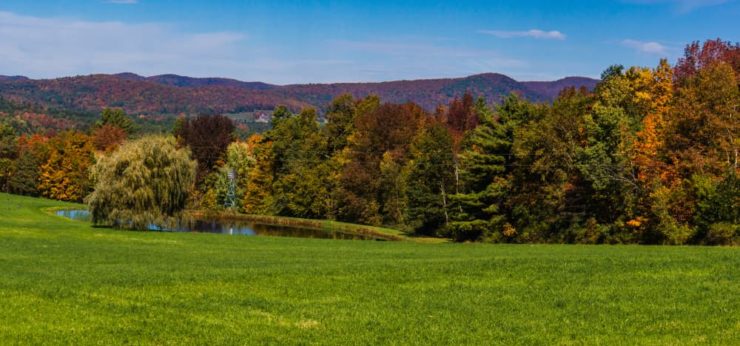 11 Willow Varieties With Interesting Attributes And Habits - Some Can ...