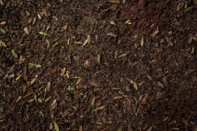 Compost vs Soil - They May Look Similar, But They’re Definitely Not The ...