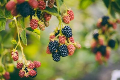 A Comprehensive A-Z List Of Berry Types From Acai To Tayberry ...