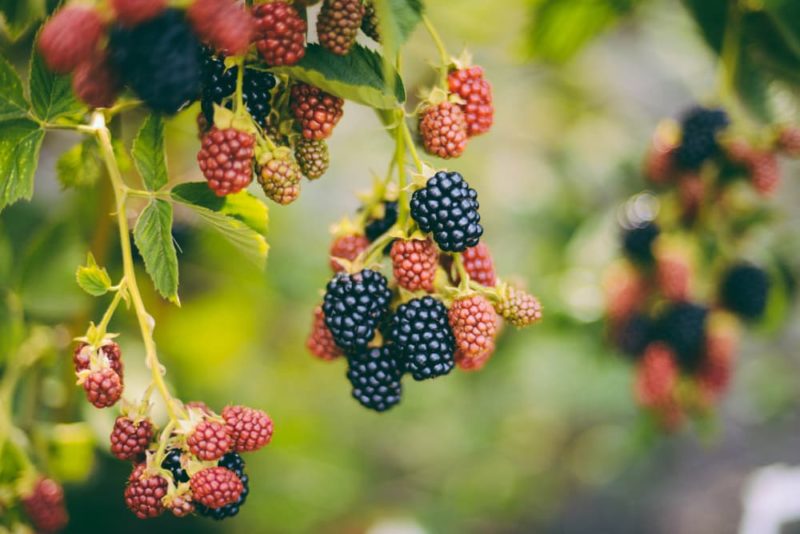 A Comprehensive A-Z List Of Berry Types From Acai To Tayberry ...