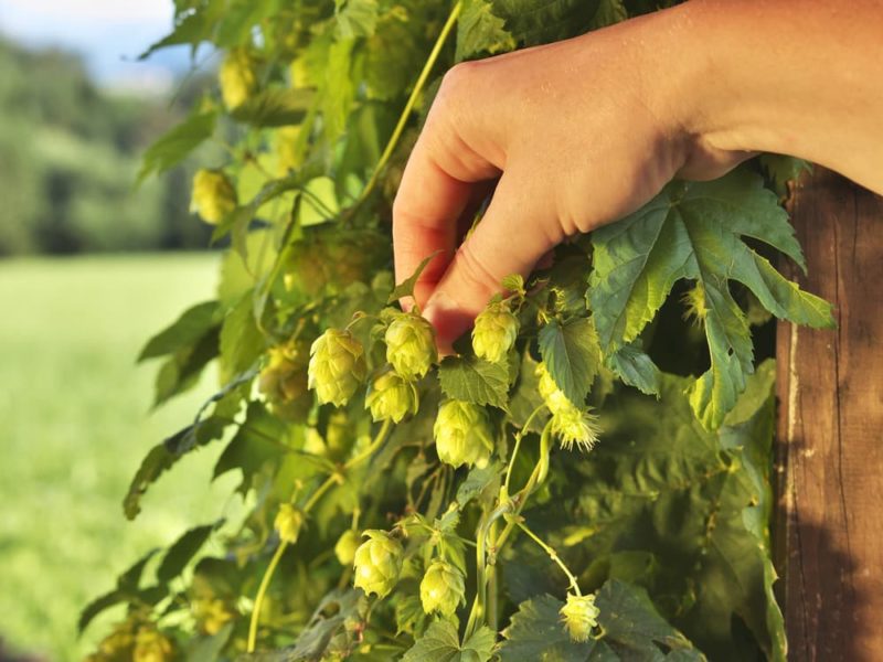 Hops Should Be Harvested At Just The Right Time Depending On Their Use ...